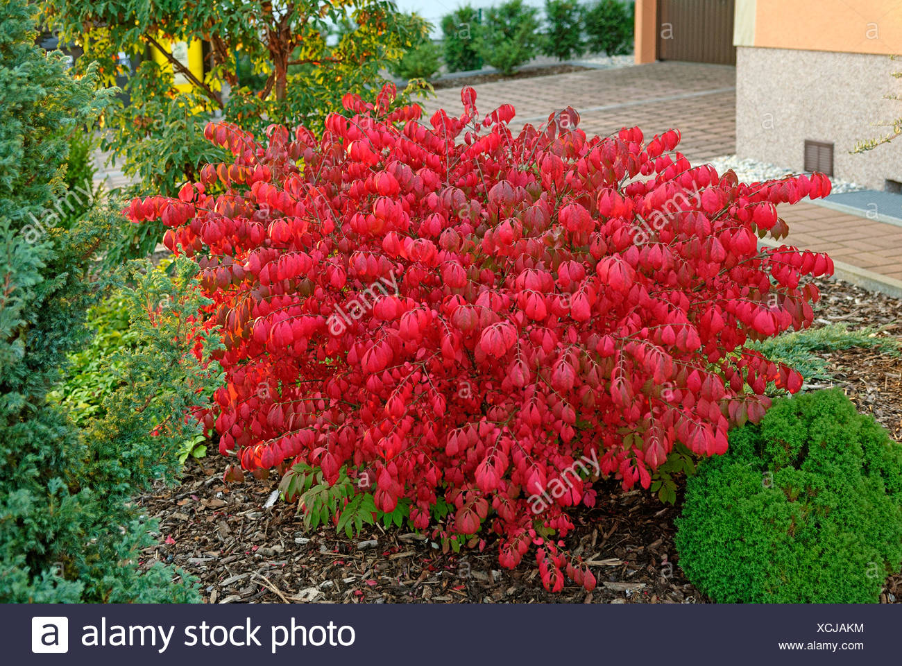 Euonymus Alatus 'compactus High Resolution Stock Photography and Images ...