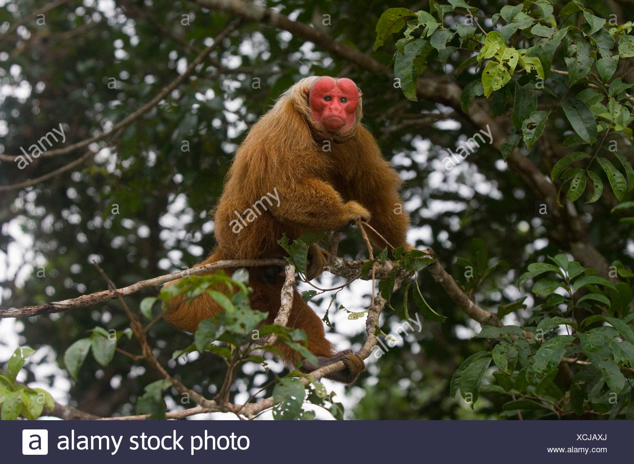 Red Uakari Cacajao Rubicundus High Resolution Stock Photography and ...