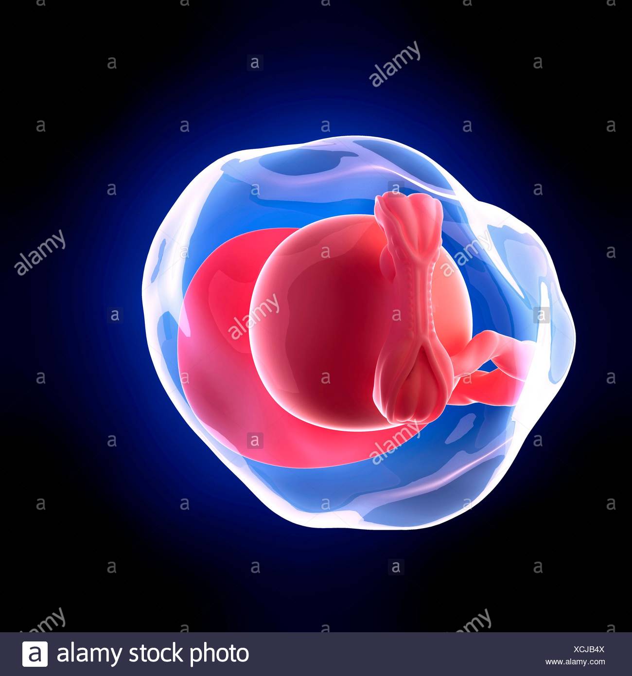 Human Embryo 5 Weeks High Resolution Stock Photography and Images - Alamy