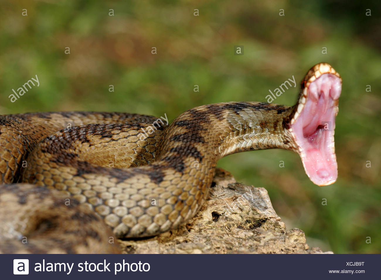 Snake Fangs Venom High Resolution Stock Photography and Images - Alamy