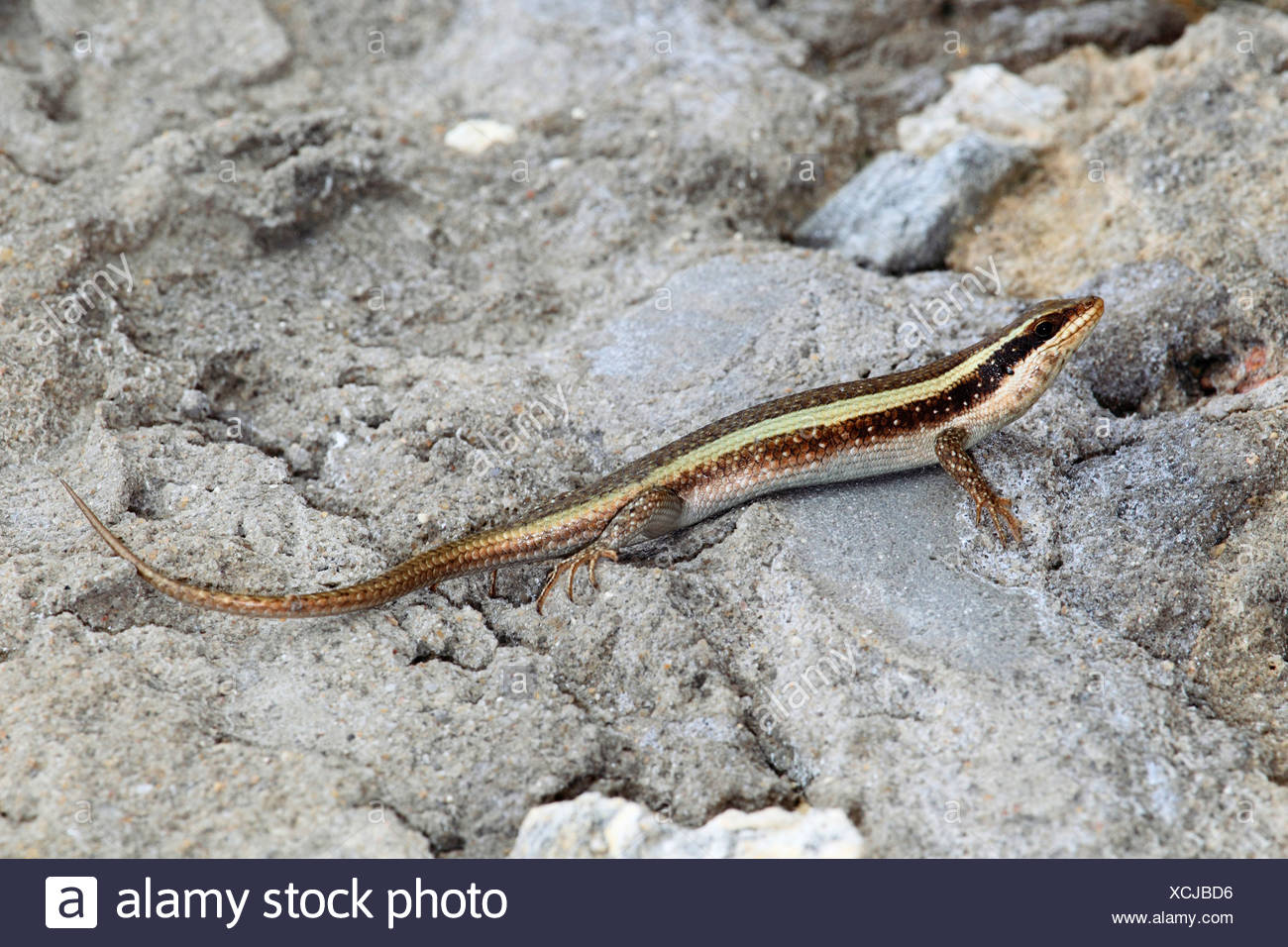 African Skink High Resolution Stock Photography and Images - Alamy