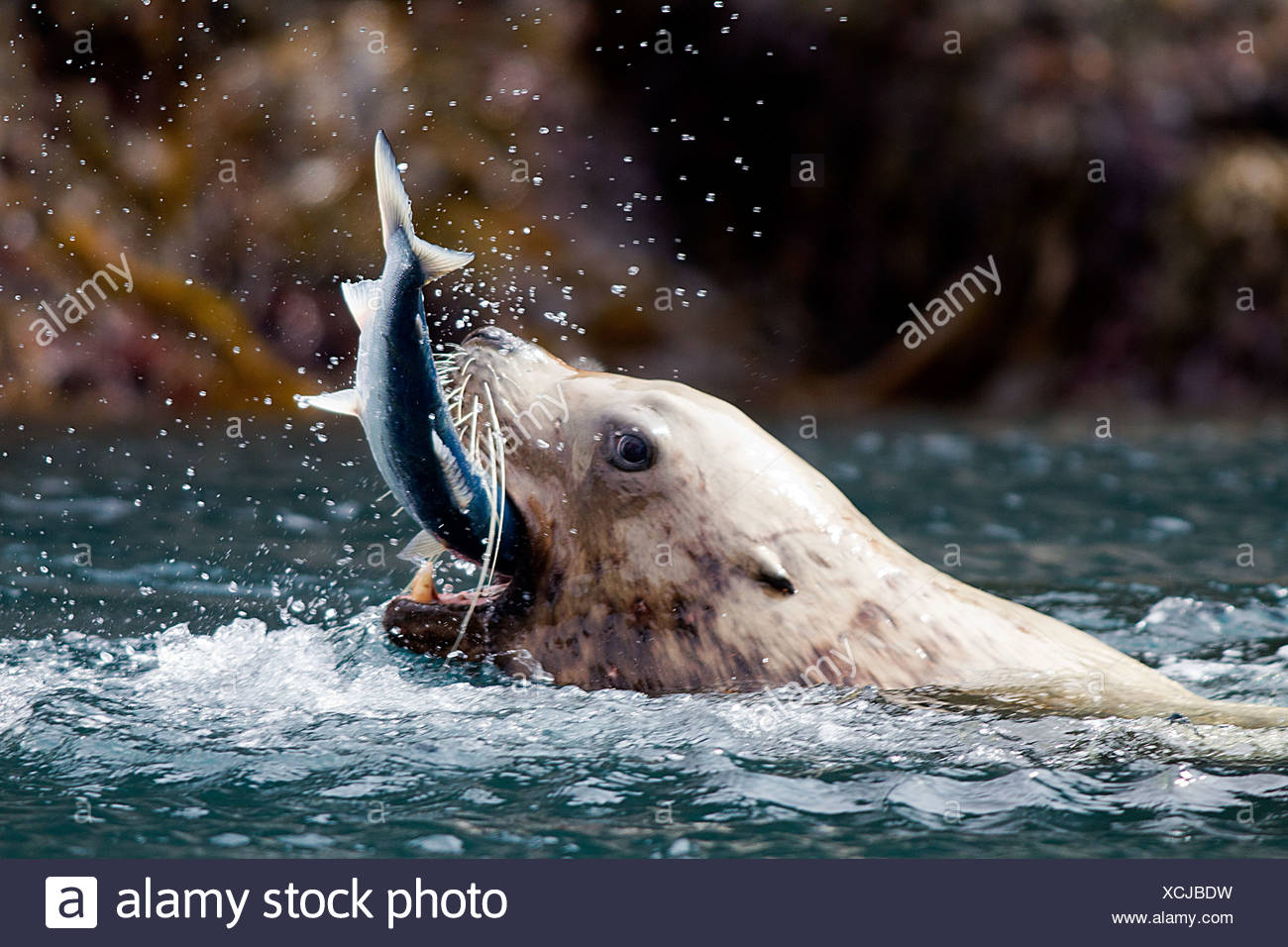 Lion Islands High Resolution Stock Photography and Images - Alamy