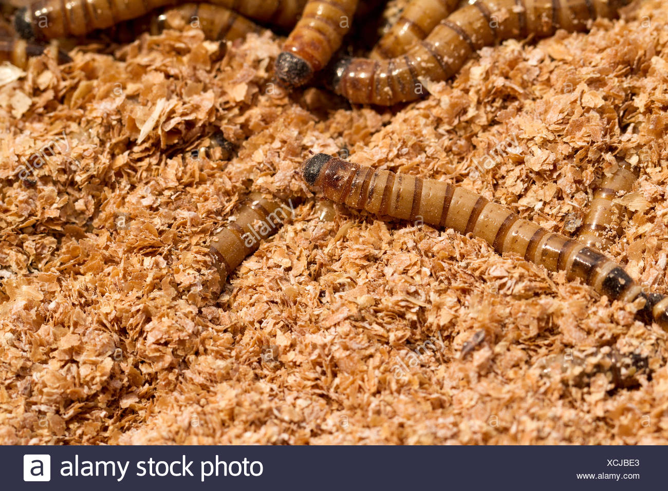 Grub Worms High Resolution Stock Photography and Images - Alamy