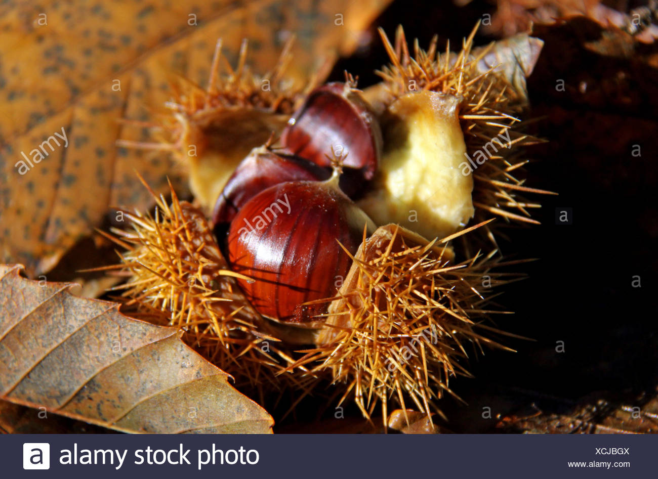 Stachelfrucht Stock Photos & Stachelfrucht Stock Images - Alamy