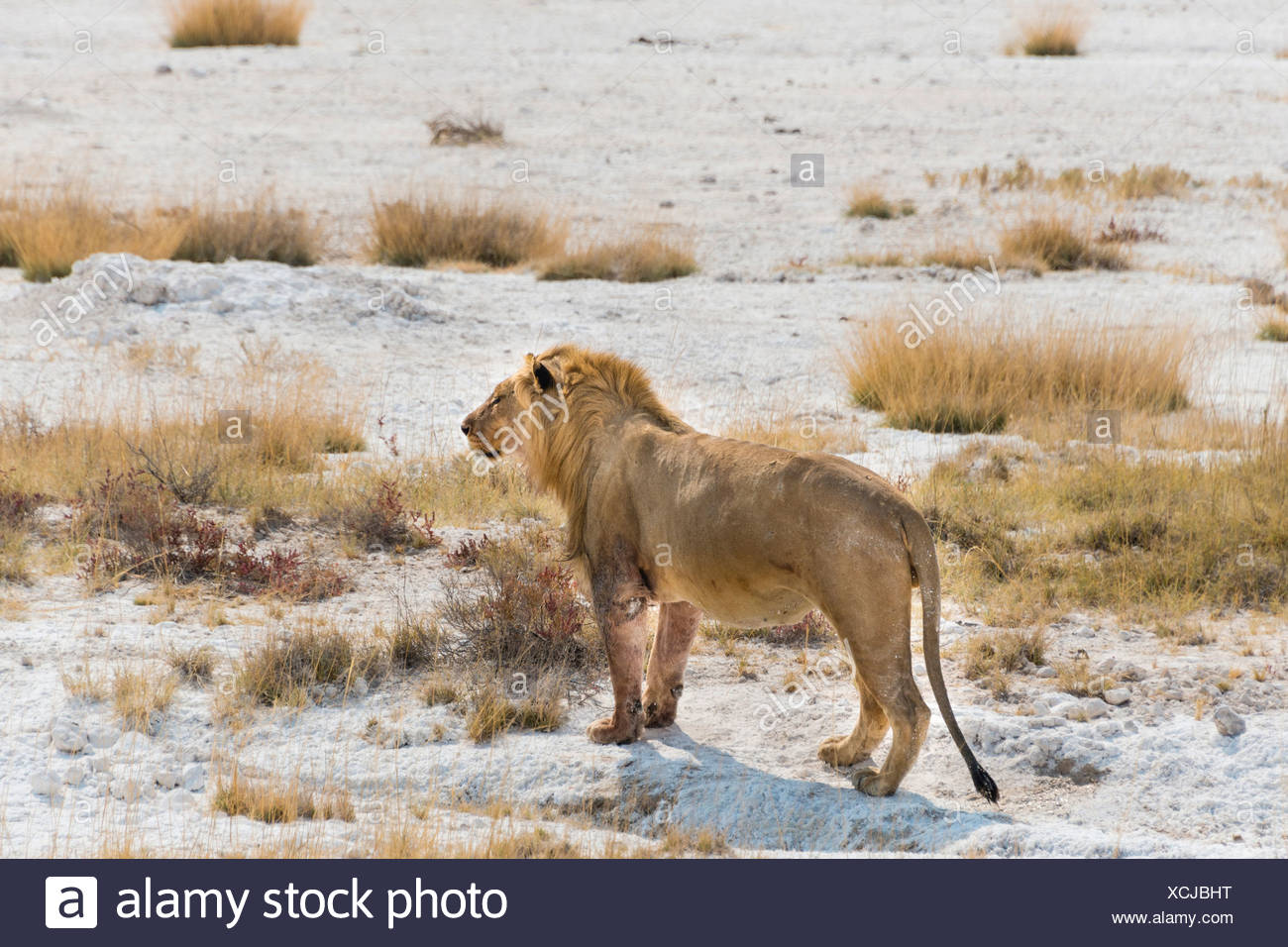 Lion With Full Stomach High Resolution Stock Photography and Images - Alamy