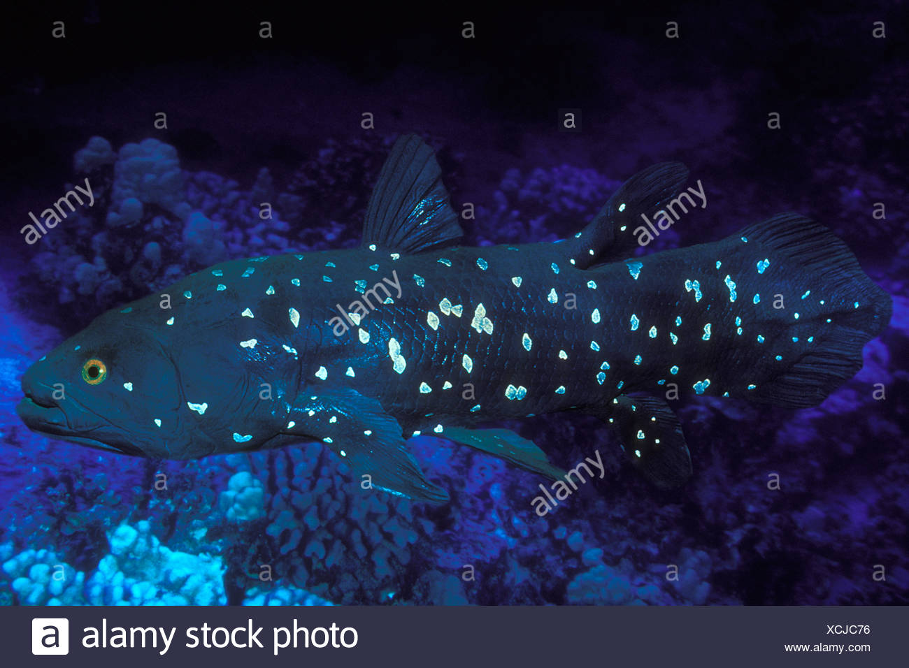 Extinct Fauna High Resolution Stock Photography and Images - Alamy