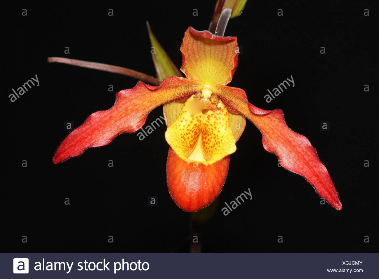 Fire Blossom High Resolution Stock Photography and Images - Alamy