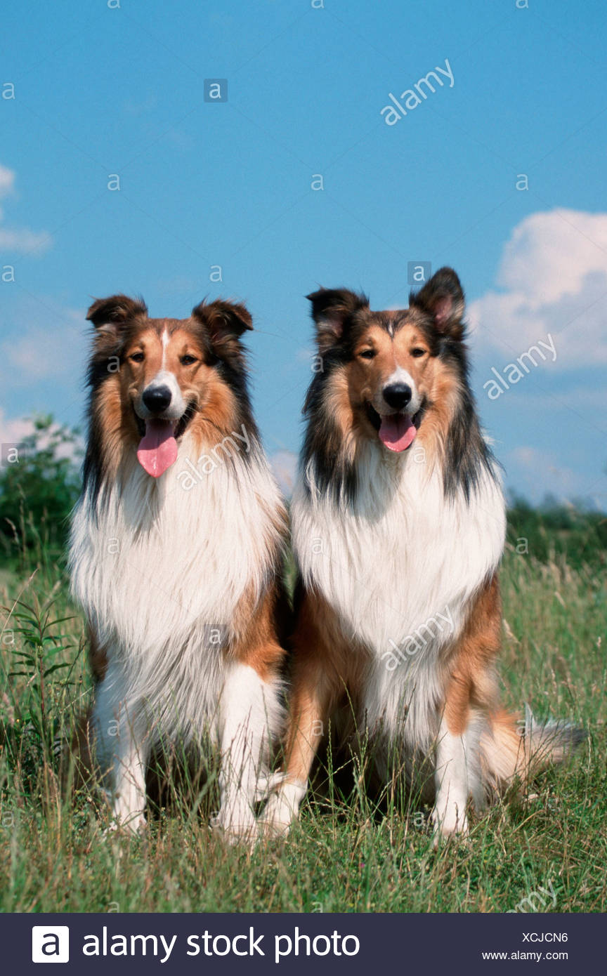 Rough Collies High Resolution Stock Photography and Images - Alamy