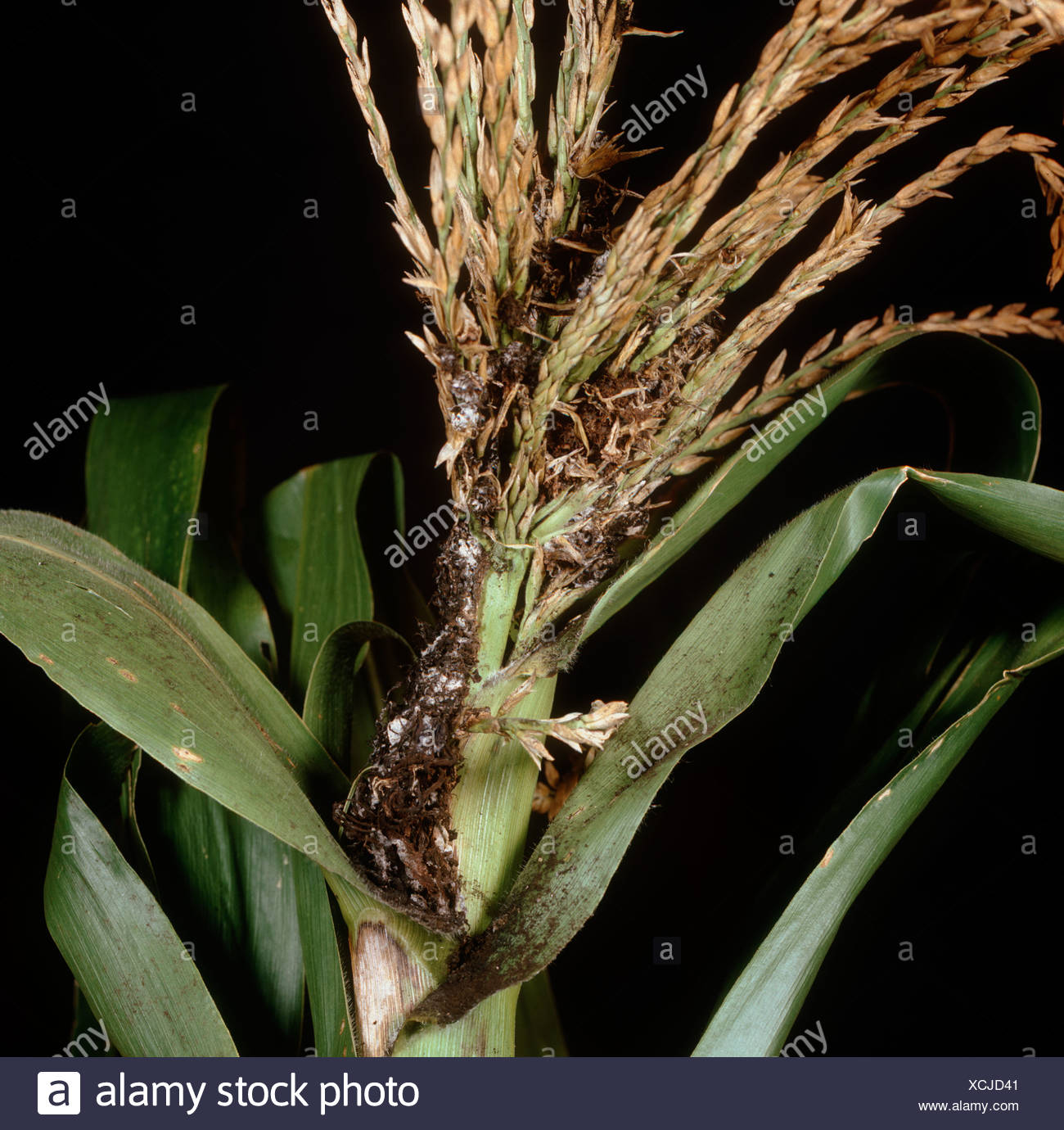 Corn Tassel High Resolution Stock Photography and Images - Alamy