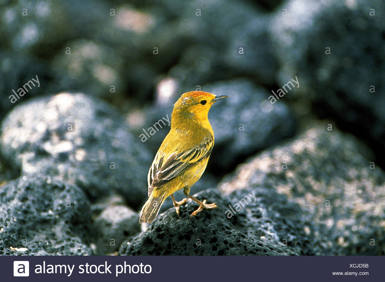 Dendroica Stock Photos & Dendroica Stock Images - Alamy