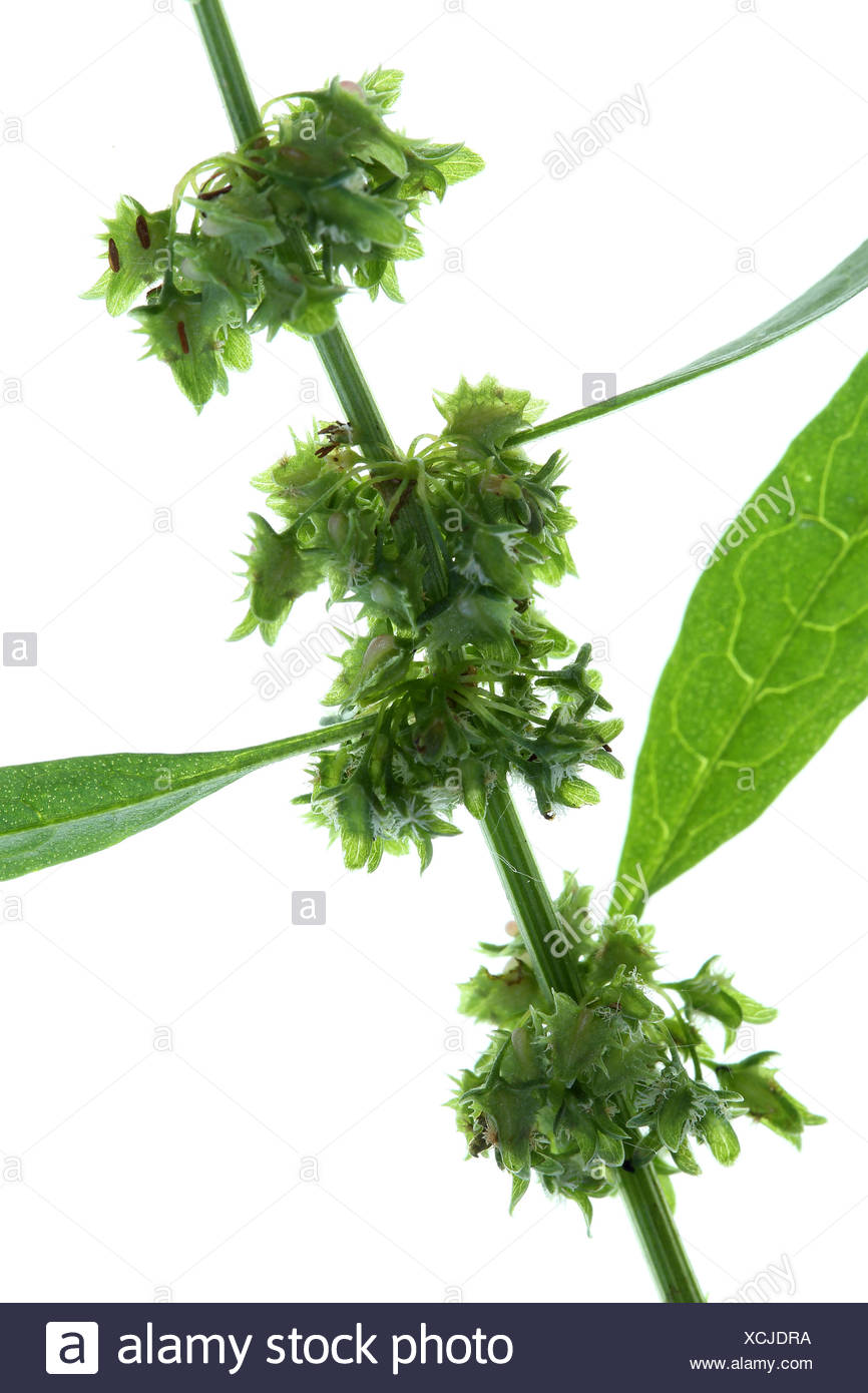 Yellow Dock Rumex Stock Photos & Yellow Dock Rumex Stock Images - Alamy
