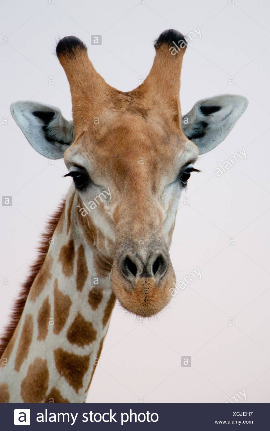 One Giraffe High Resolution Stock Photography and Images - Alamy