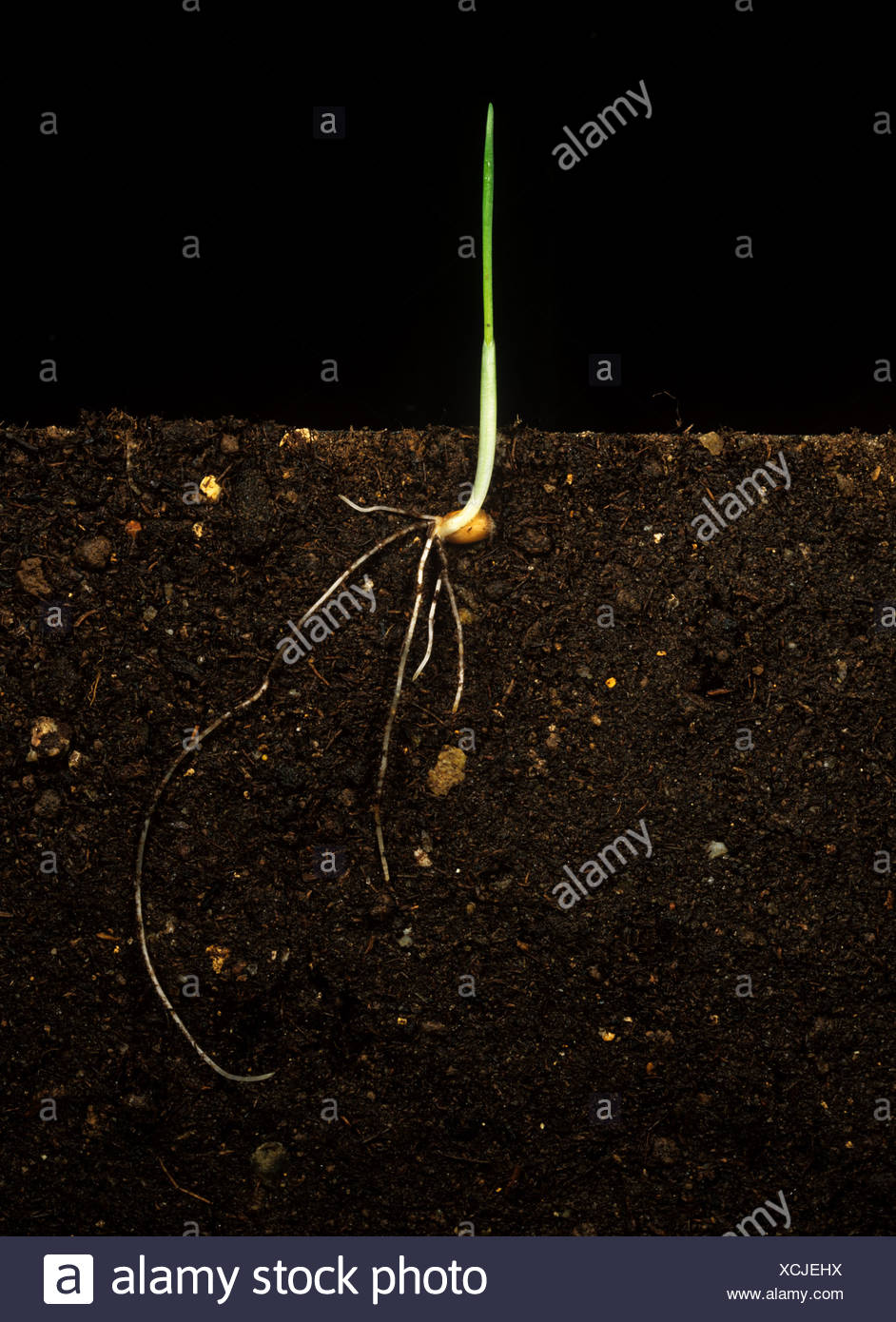 Wheat Plant Roots High Resolution Stock Photography and Images - Alamy