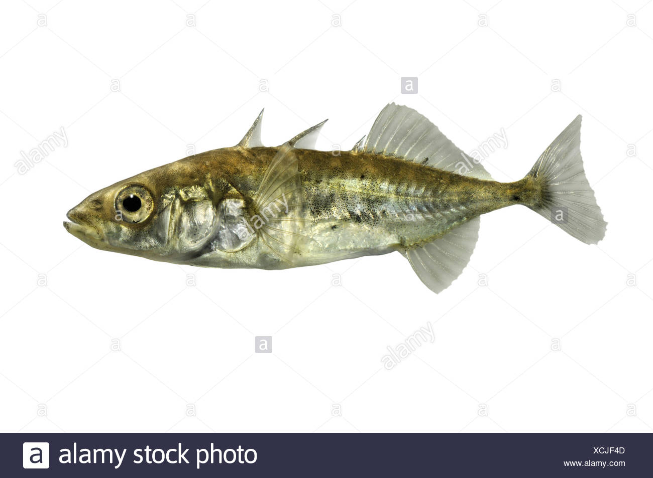 Three Spined Stickleback High Resolution Stock Photography and Images ...