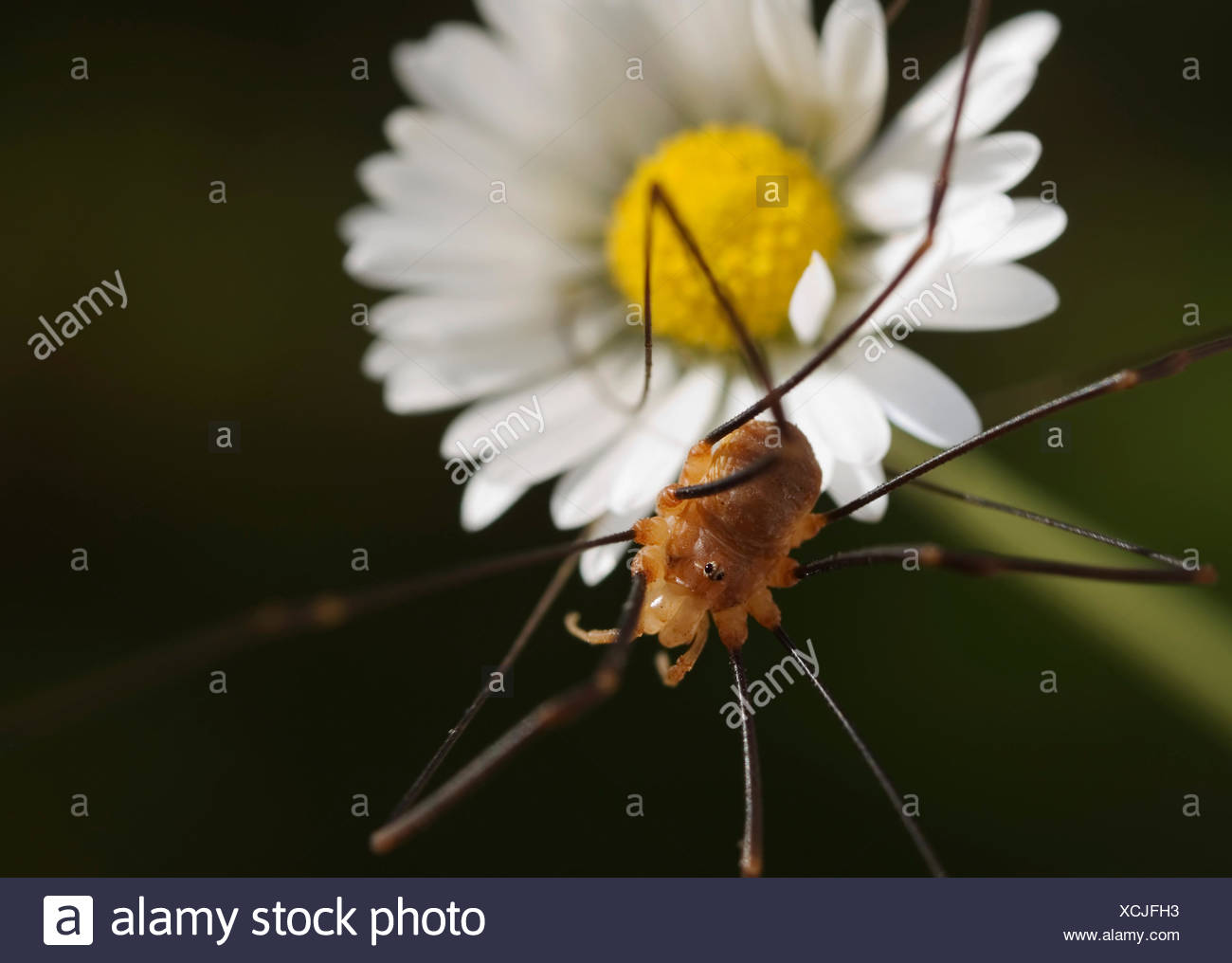 Carpenter Spider Stock Photos & Carpenter Spider Stock Images - Alamy