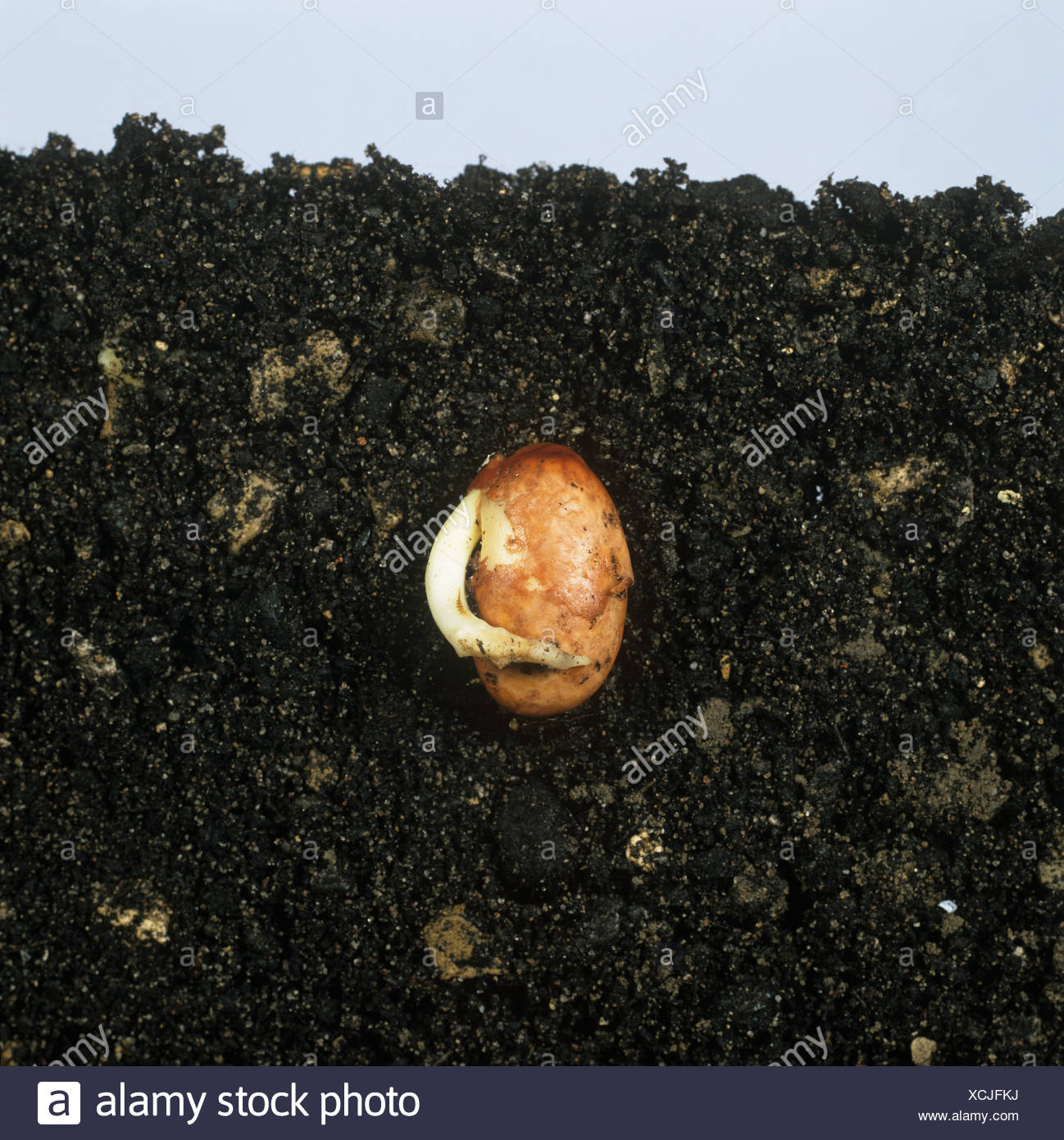 Bean Seed Roots Stock Photos & Bean Seed Roots Stock Images - Alamy