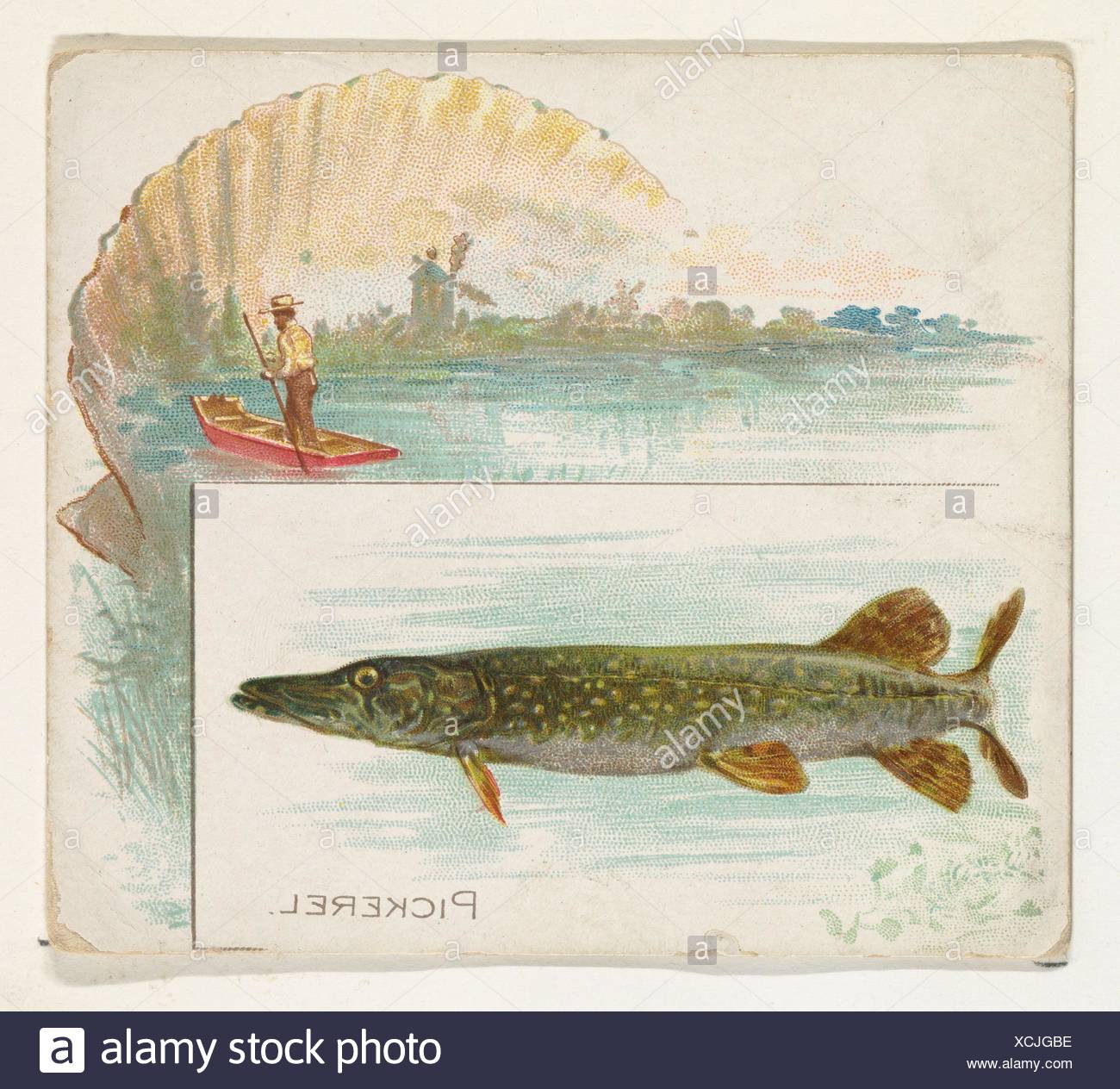 Pickerel Fish High Resolution Stock Photography and Images - Alamy