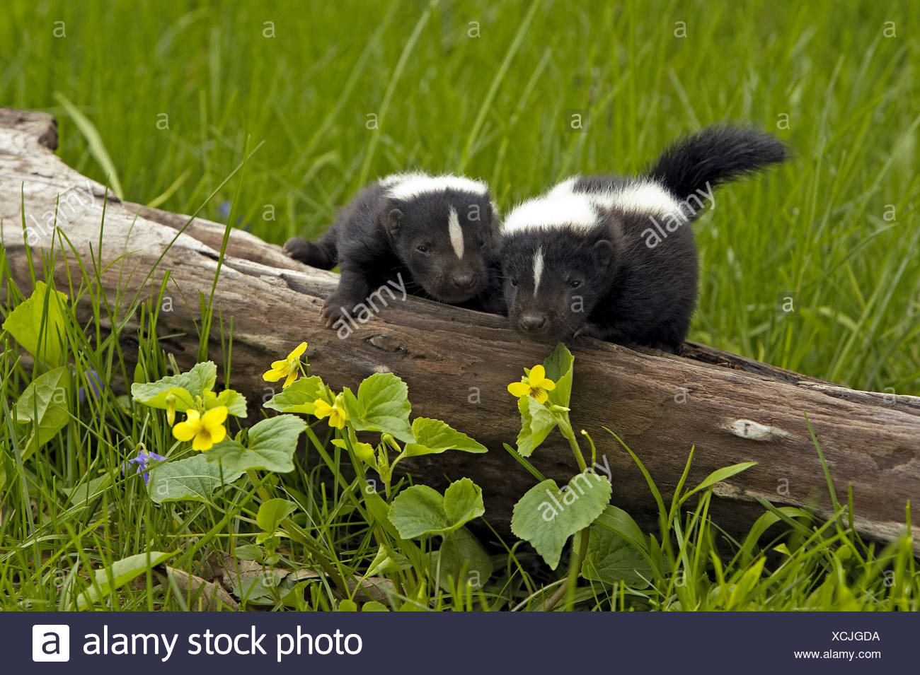 Baby Striped Skunk Stock Photos & Baby Striped Skunk Stock Images - Alamy