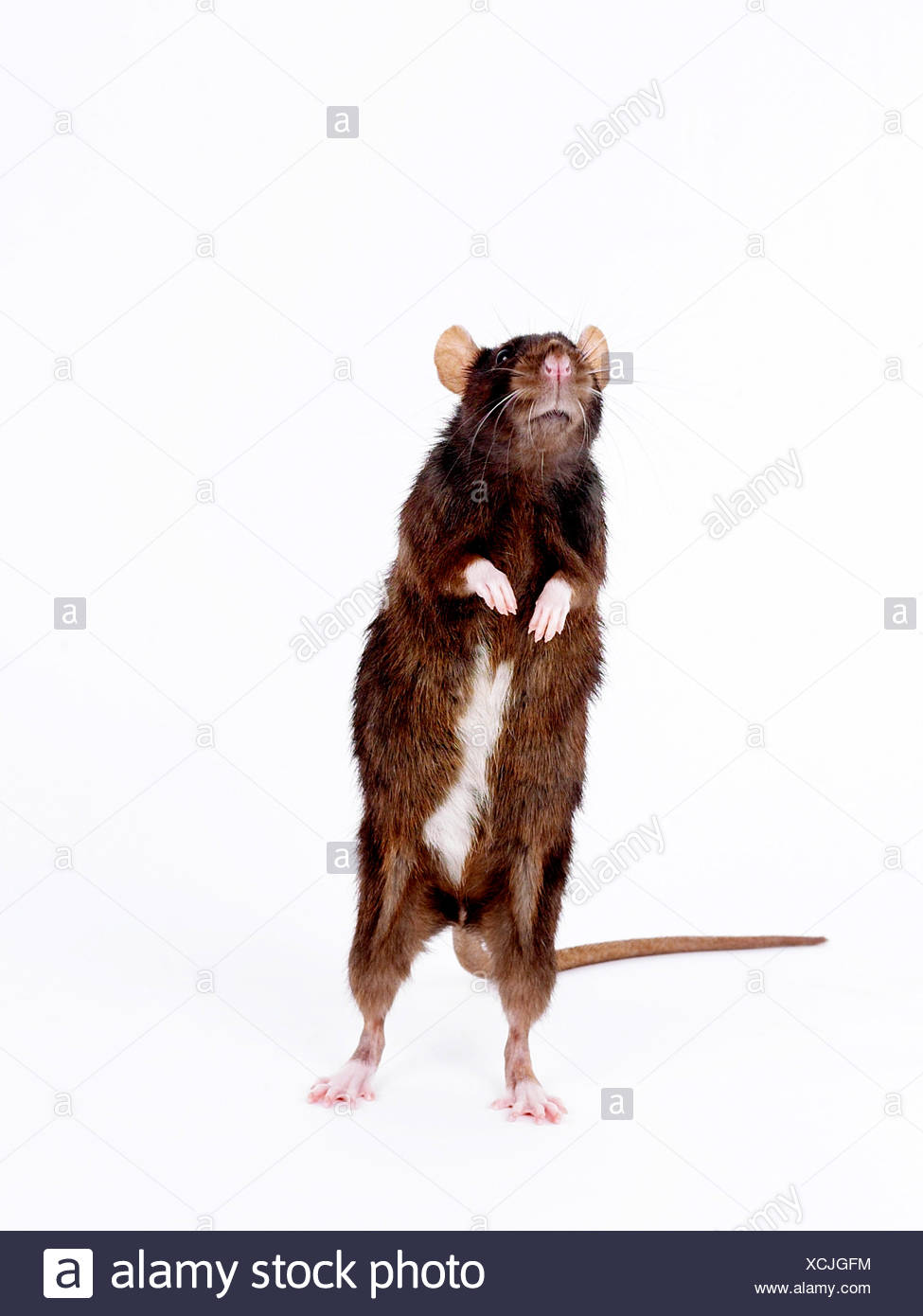 Tame Rat High Resolution Stock Photography and Images - Alamy