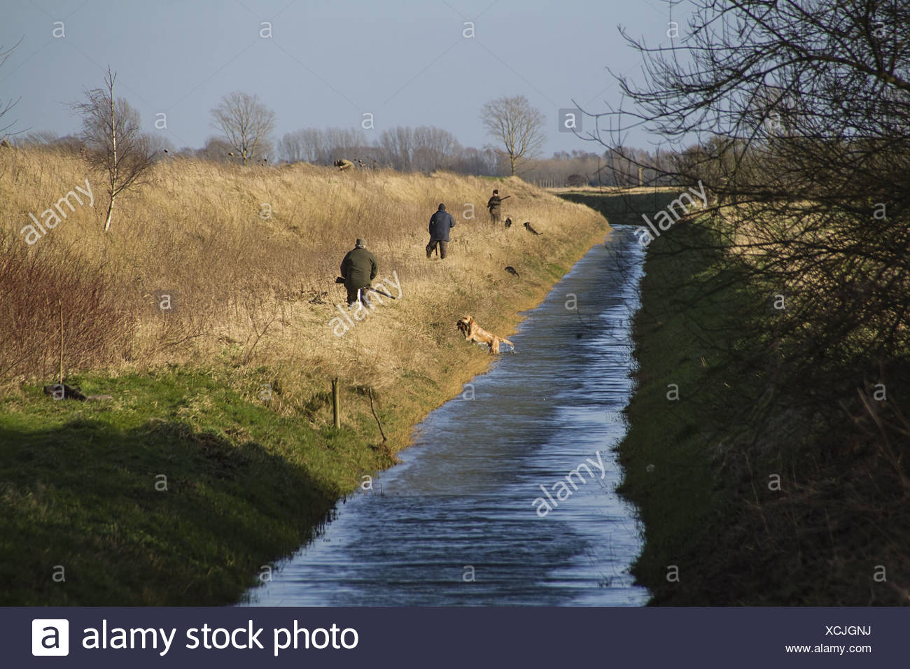 Pheasant Flush High Resolution Stock Photography and Images - Alamy