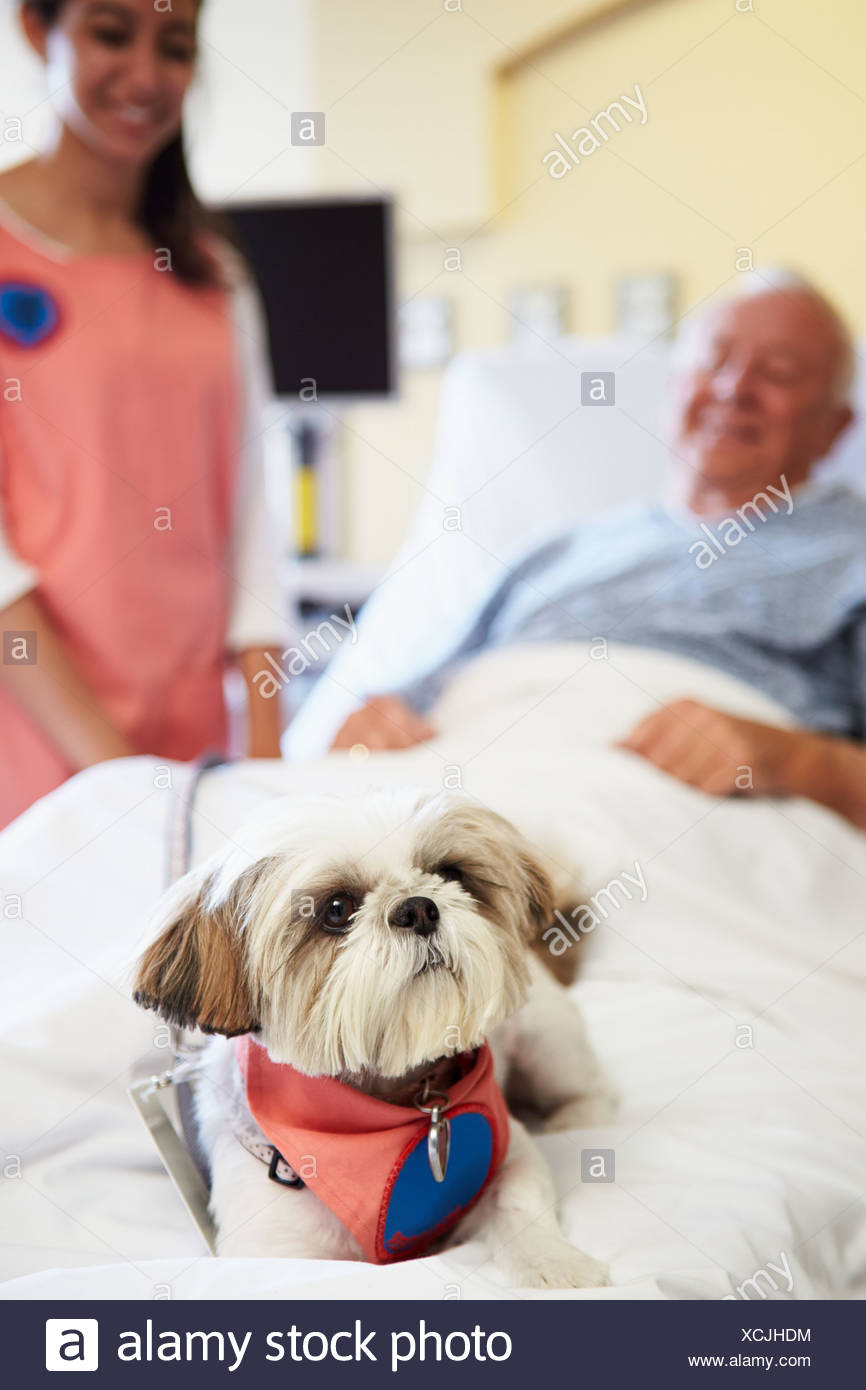 Dog Hospital Bed High Resolution Stock Photography and Images - Alamy