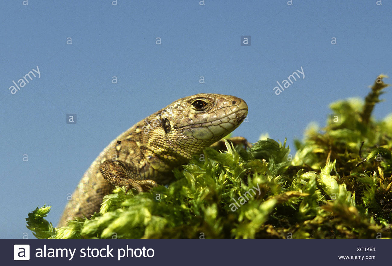 Mooreidechse High Resolution Stock Photography and Images - Alamy