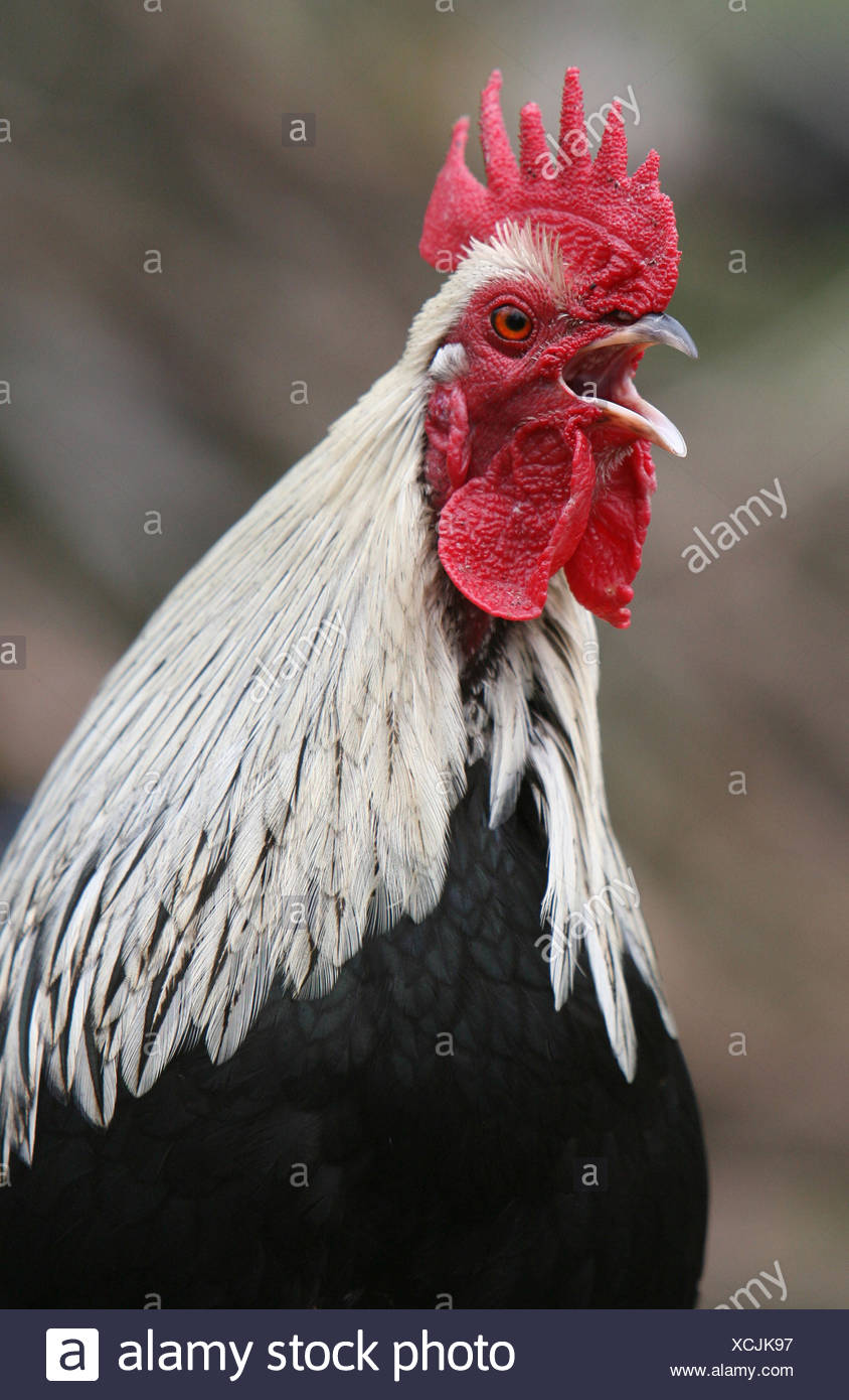 Rooster Crowing Stock Photos & Rooster Crowing Stock Images - Alamy