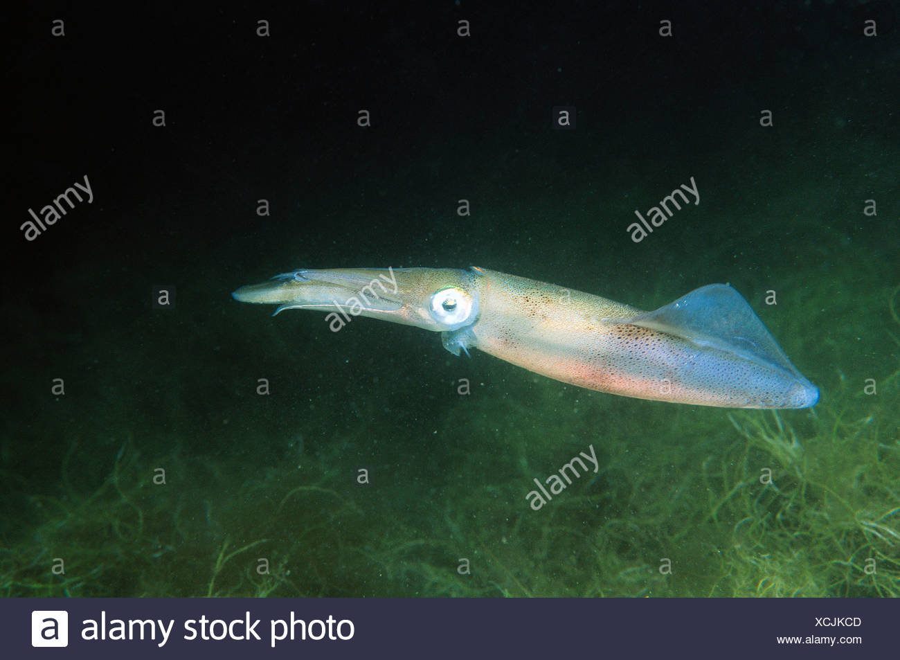 Loligo High Resolution Stock Photography and Images - Alamy