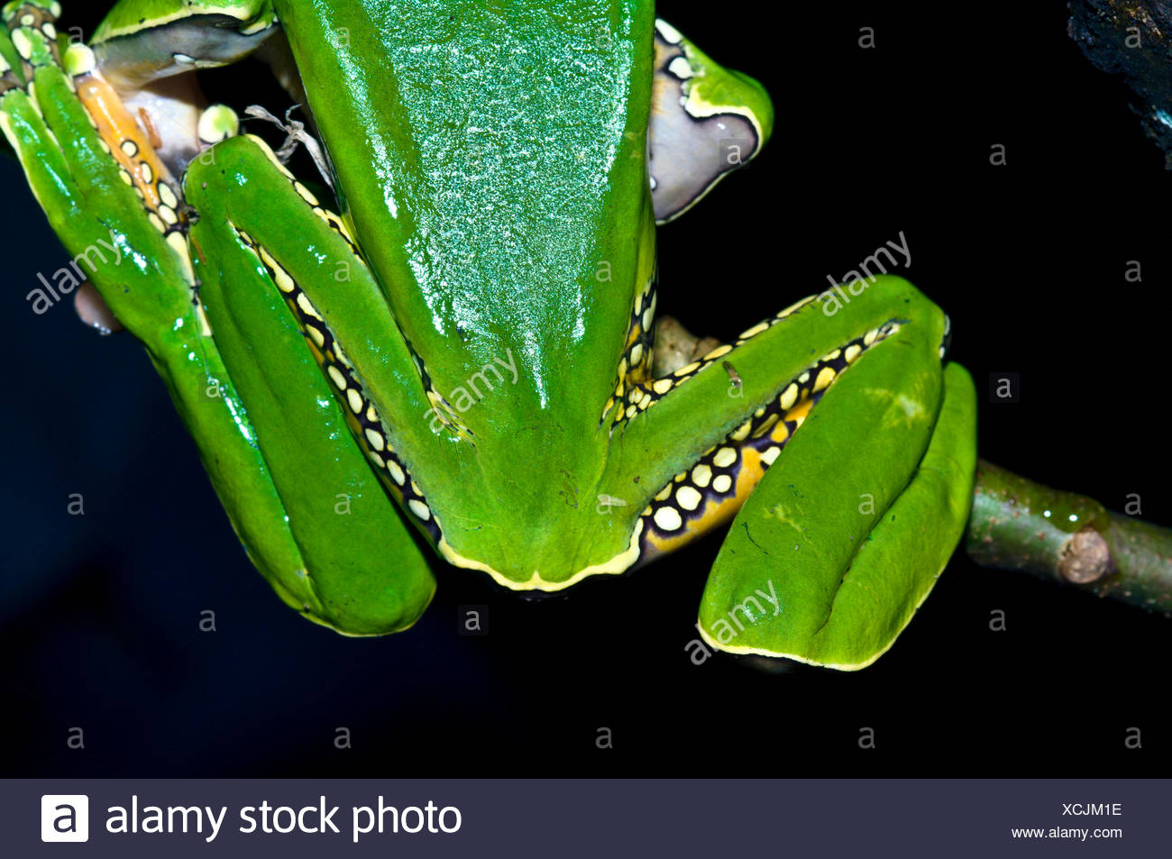 Giant Monkey Frog Phyllomedusa Bicolor High Resolution Stock ...