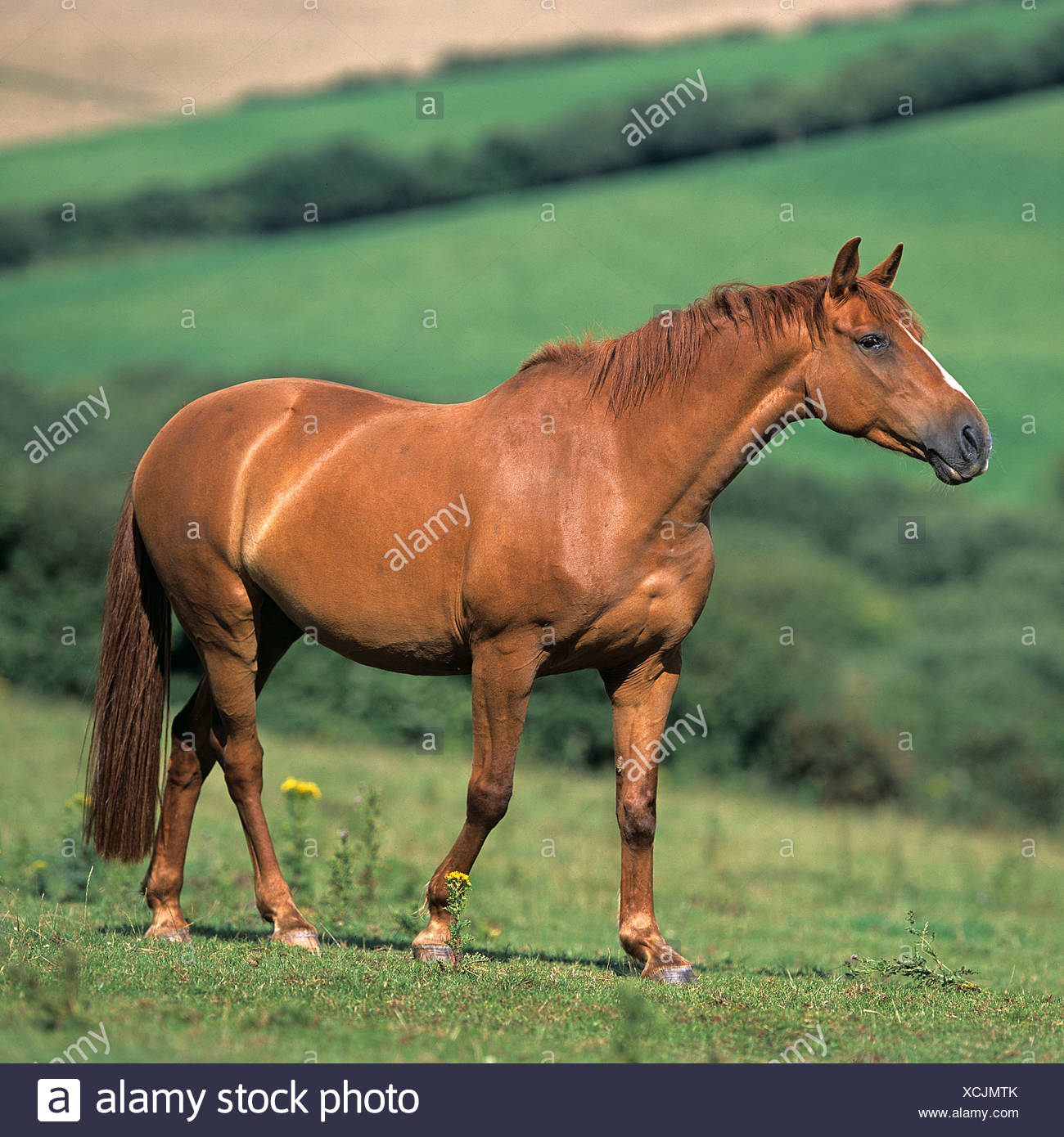 Vollblut Stock Photos & Vollblut Stock Images - Alamy