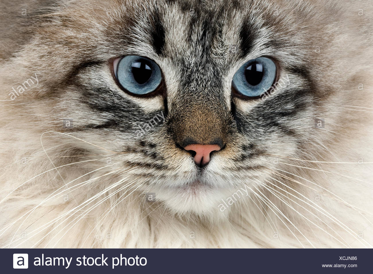 Tabby Point High Resolution Stock Photography and Images - Alamy