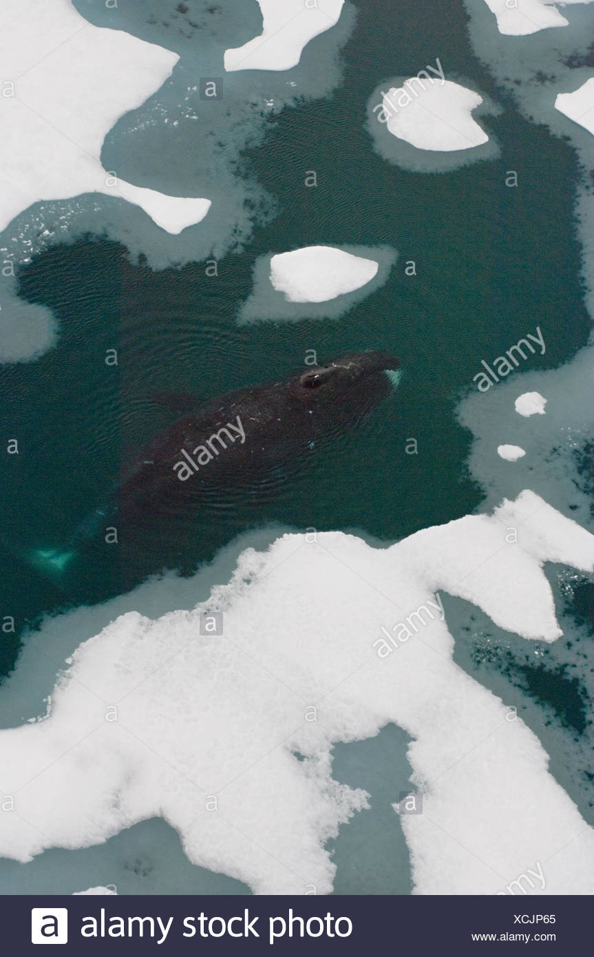 Bowhead Whale Swimming High Resolution Stock Photography and Images - Alamy