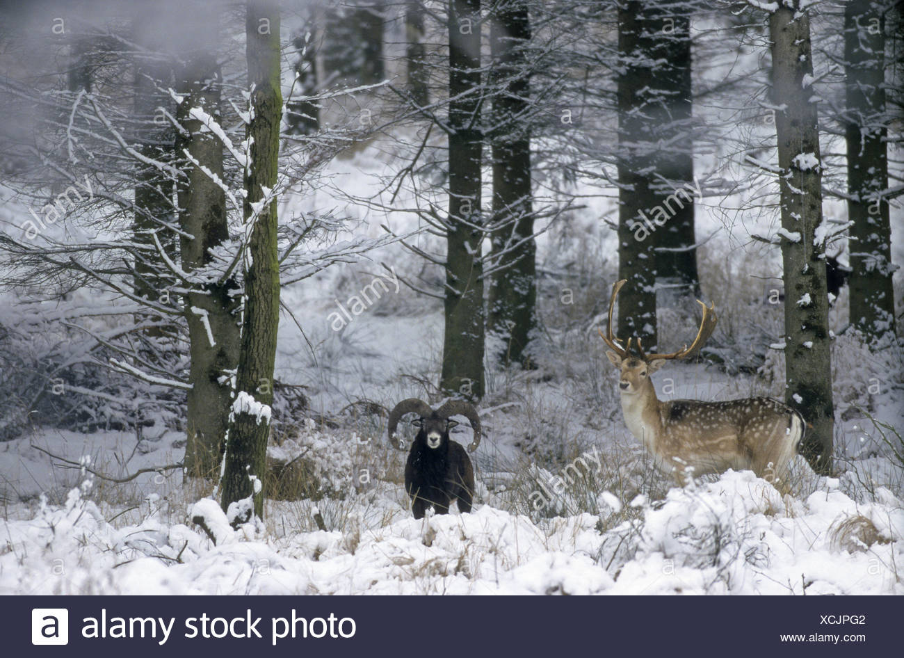 Cloven Hoofed Ruminants High Resolution Stock Photography and Images ...