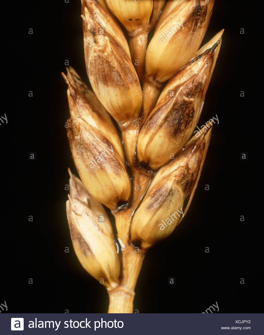 Glume Stock Photos & Glume Stock Images - Alamy