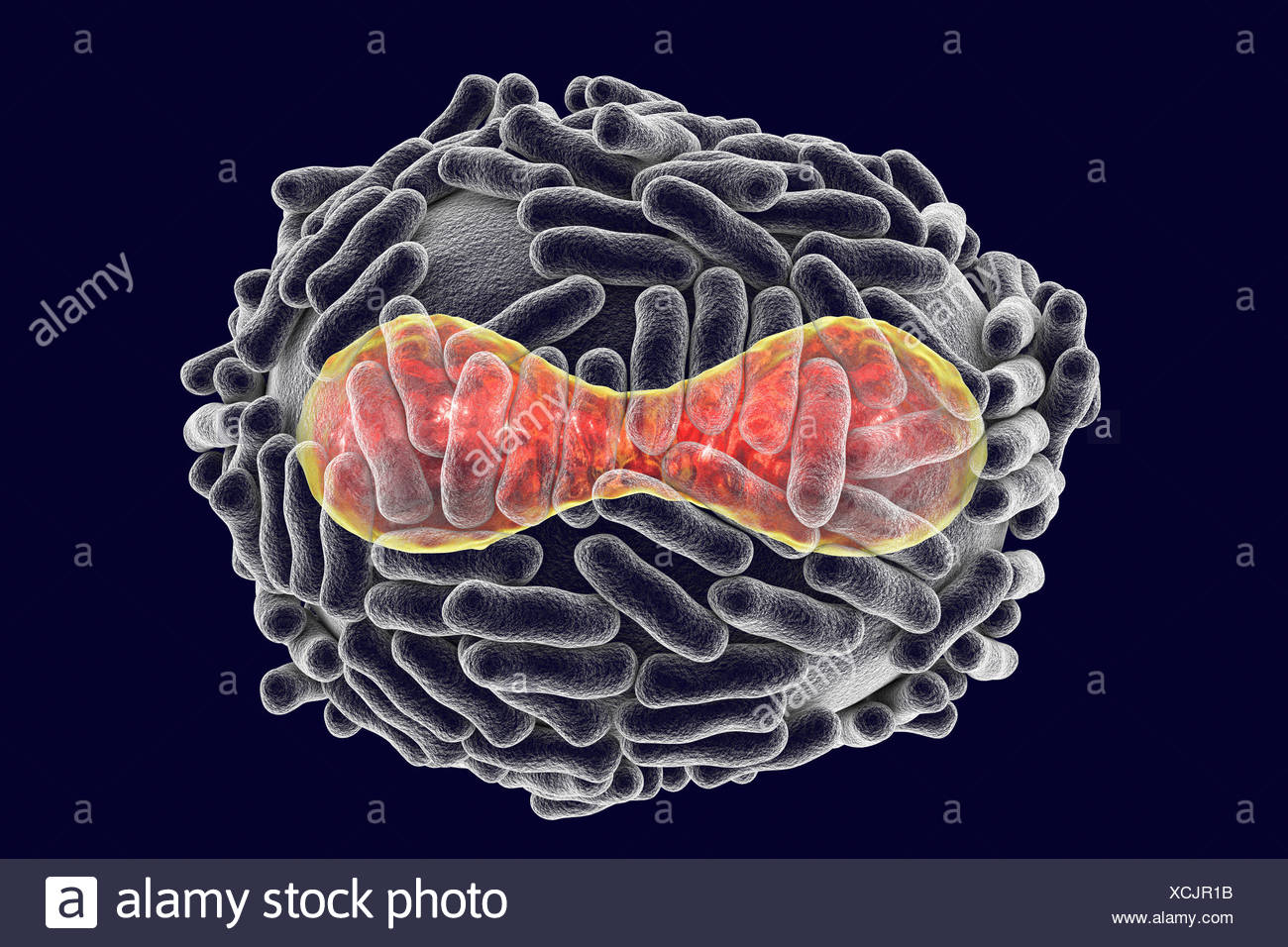 Poxvirus High Resolution Stock Photography and Images - Alamy
