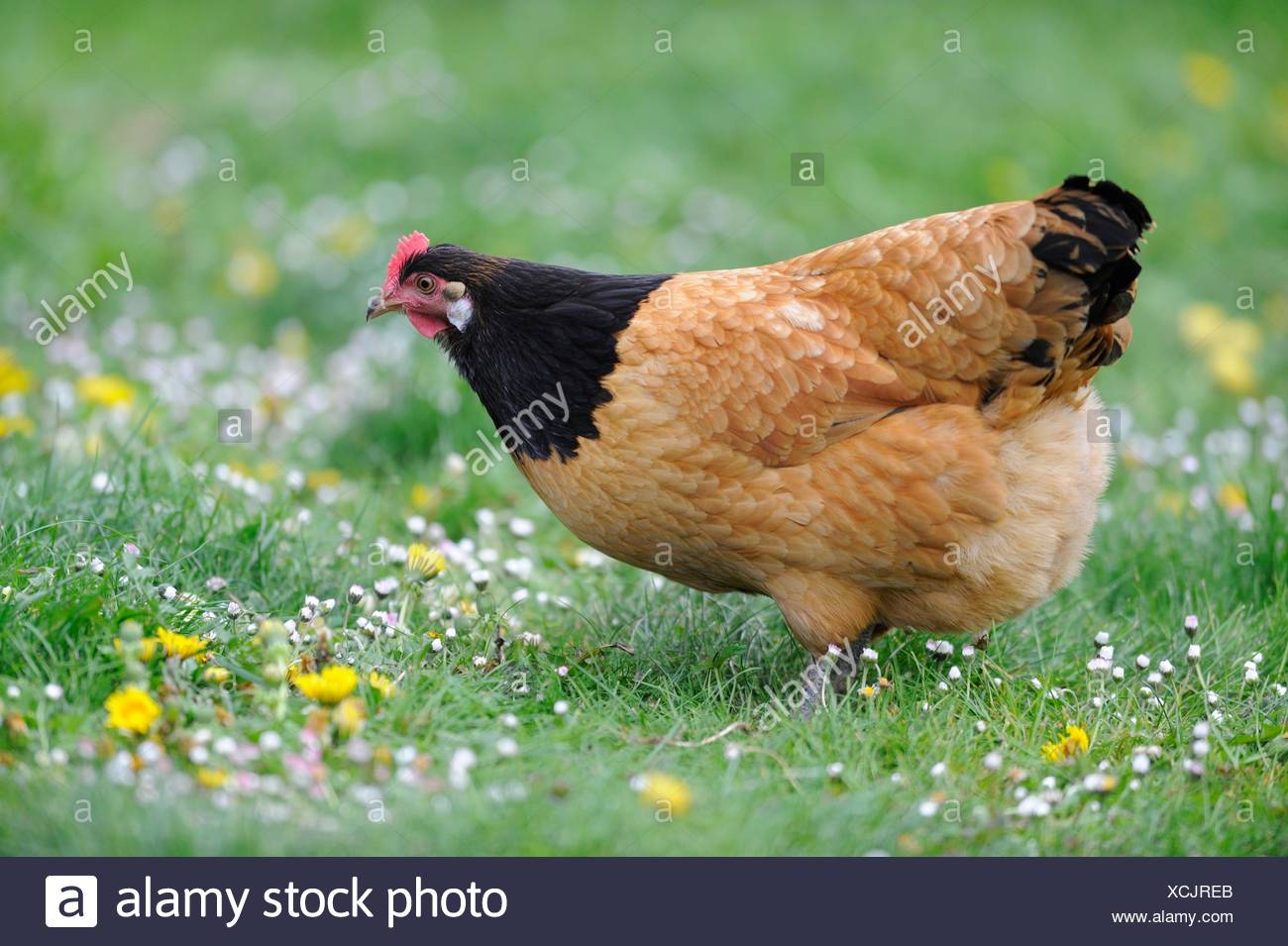 Vorwerk High Resolution Stock Photography and Images - Alamy