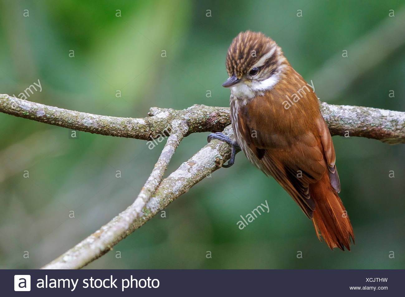 Xenops Rutilans High Resolution Stock Photography and Images - Alamy