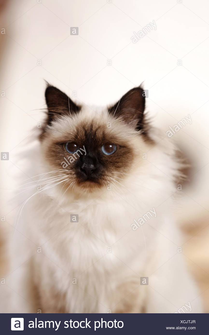 Seal Point Birman High Resolution Stock Photography and Images - Alamy