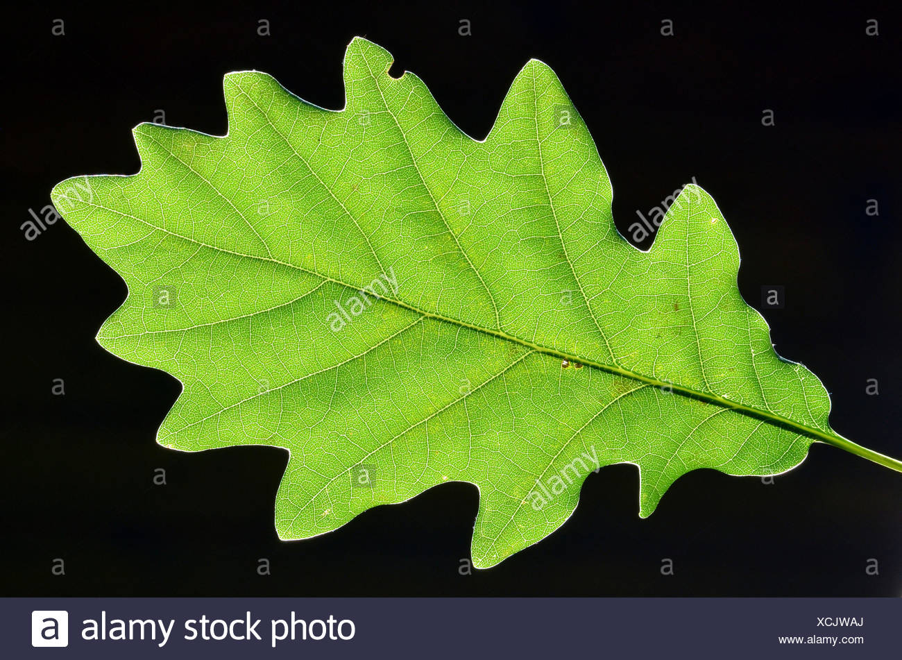 One Oak Leaf High Resolution Stock Photography and Images - Alamy