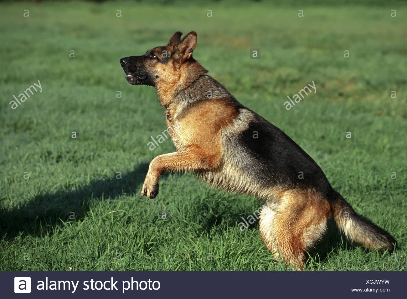 German Schaeferhund High Resolution Stock Photography and Images - Alamy