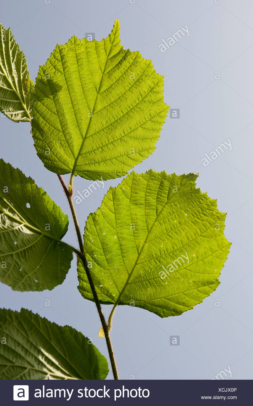 Hazel Trees Stock Photos & Hazel Trees Stock Images - Alamy