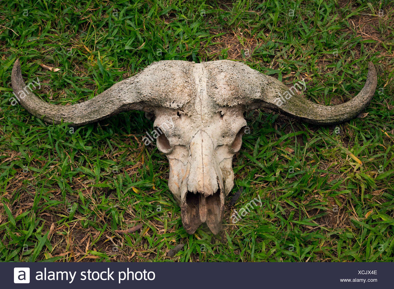 Buffalo Trace Park High Resolution Stock Photography and Images - Alamy