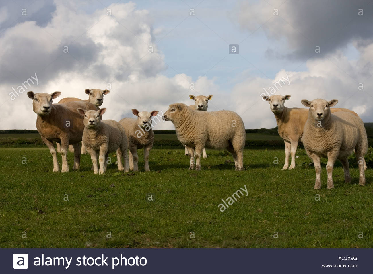 Rare Breed Sheep Wales High Resolution Stock Photography and Images - Alamy