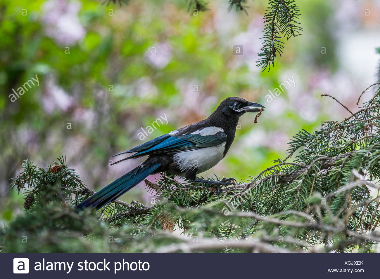 Magpie Nest Stock Photos & Magpie Nest Stock Images - Alamy