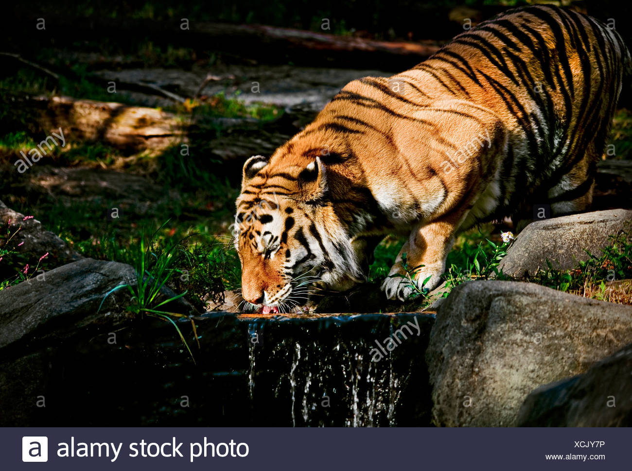 Tiger Drinking Water High Resolution Stock Photography and Images - Alamy