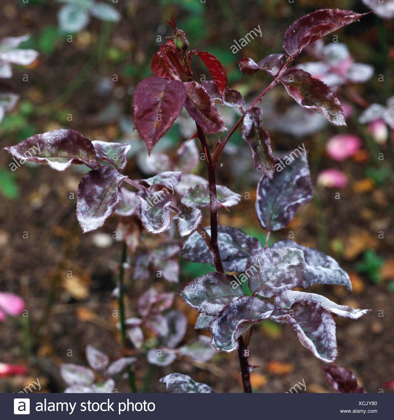 Powdery Mildew Rose High Resolution Stock Photography and Images - Alamy