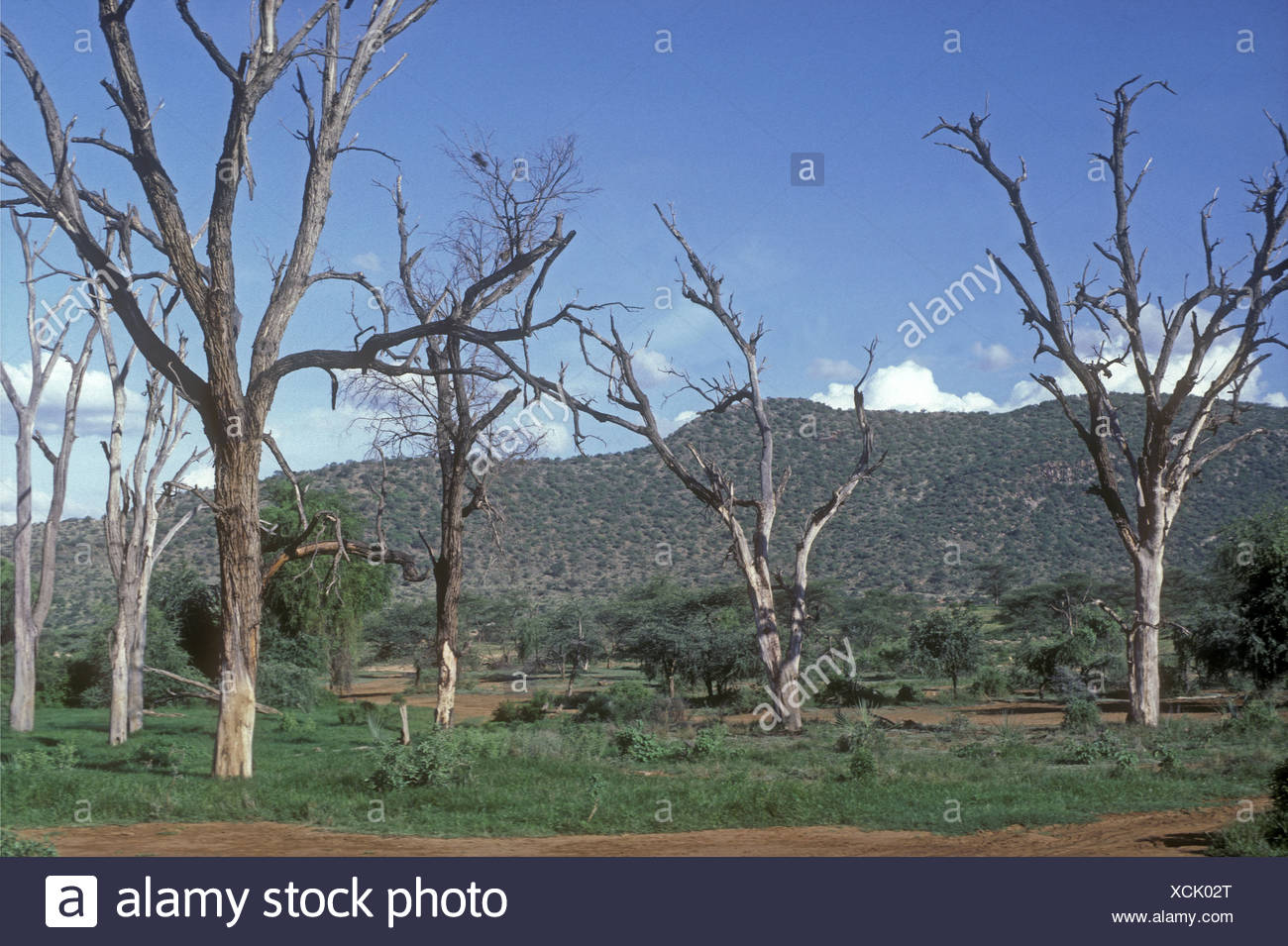Africa Acacia Tree Bark High Resolution Stock Photography and Images ...