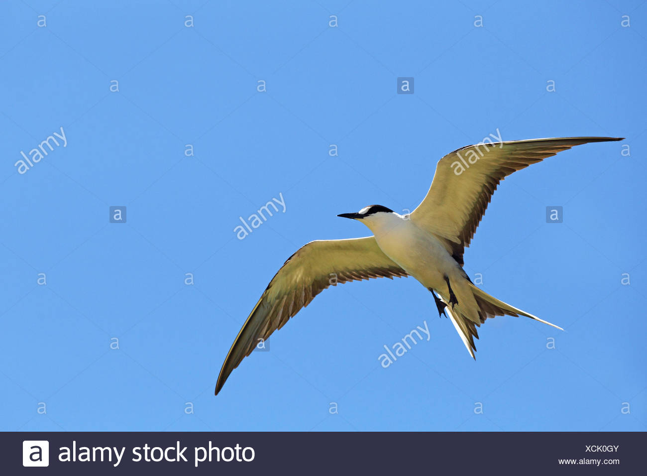 Sterna Fuscata High Resolution Stock Photography and Images - Alamy