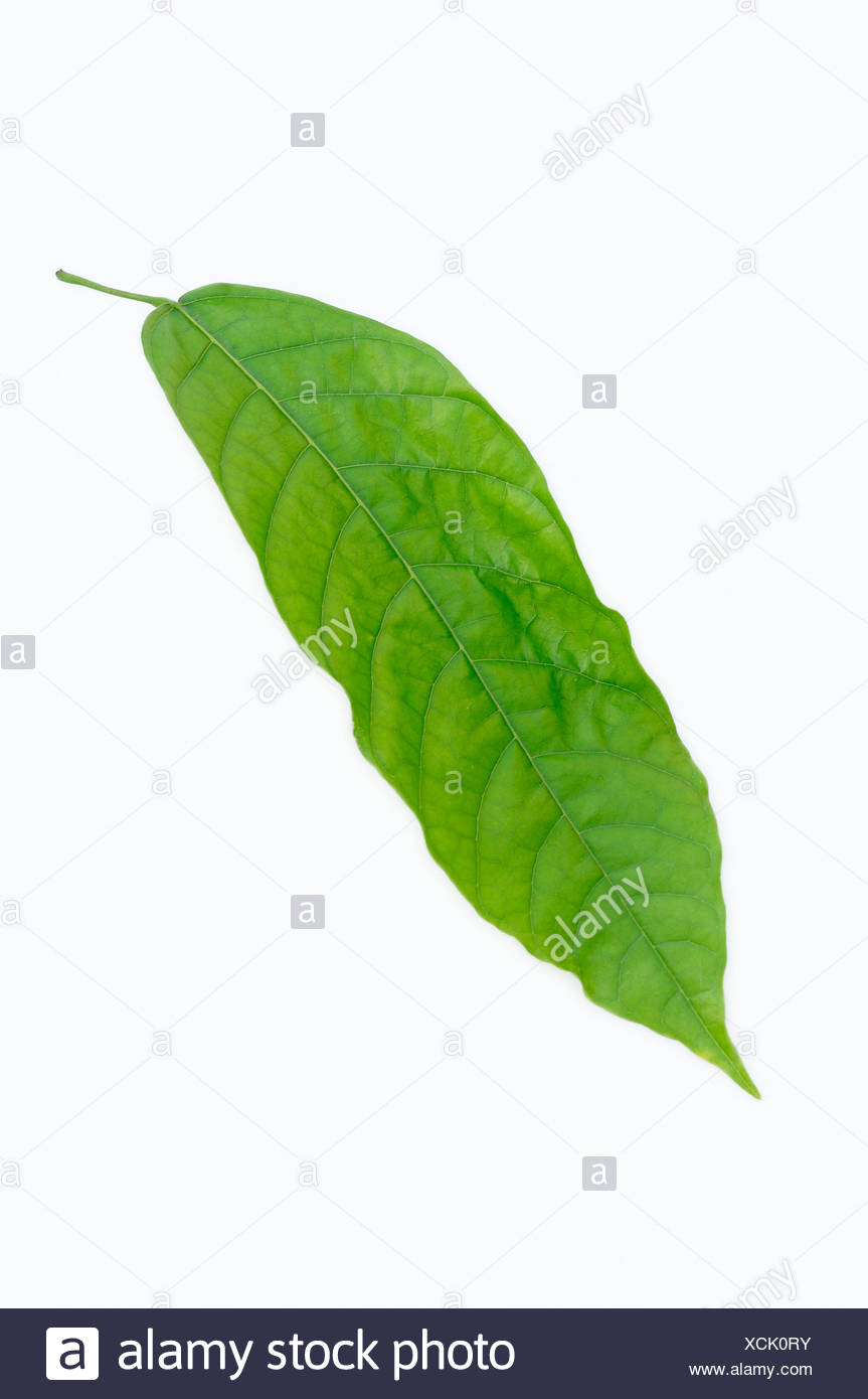 Cacao Leaf High Resolution Stock Photography and Images - Alamy