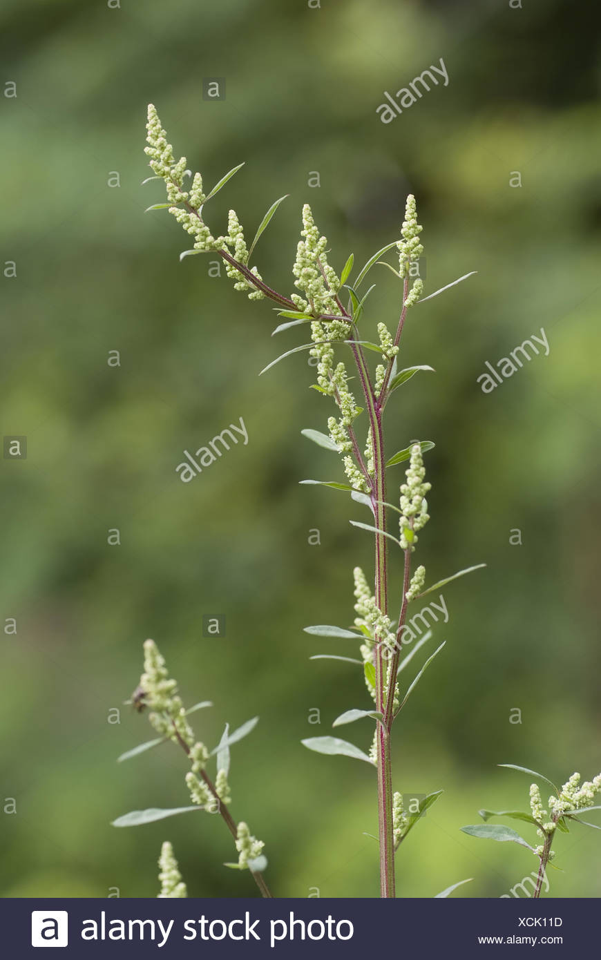 Strictum High Resolution Stock Photography and Images - Alamy